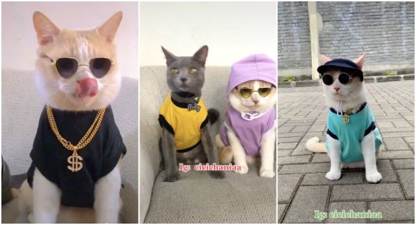 WATCH: This Creator Shows Off Her Cats That Are Always Dripped Out In ...