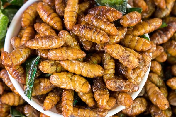 S’pore To Greenlight 16 Species Of Insects Including Crickets For Human ...