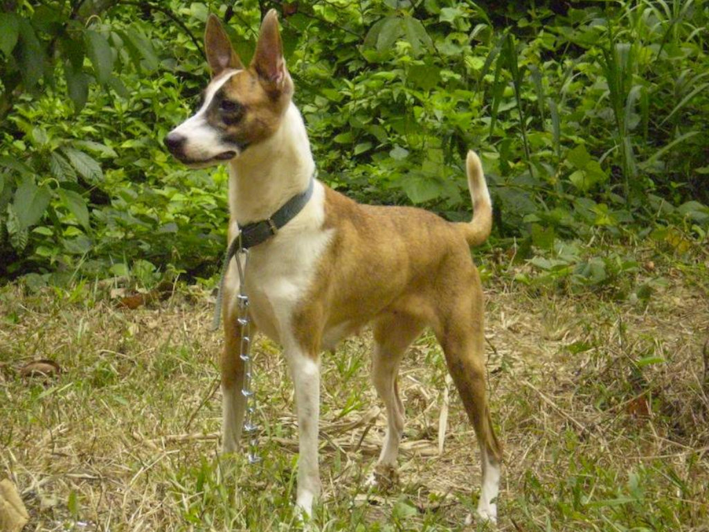 This Ladder-Climbing Kampung Dog Breed Is So Rare, It’s Almost Extinct