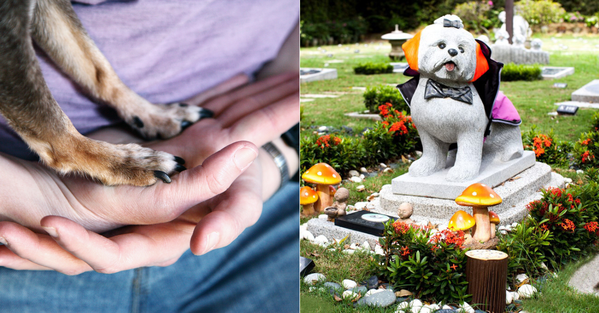 8 Pet Funeral Services in M’sia To Say Goodbye With Love