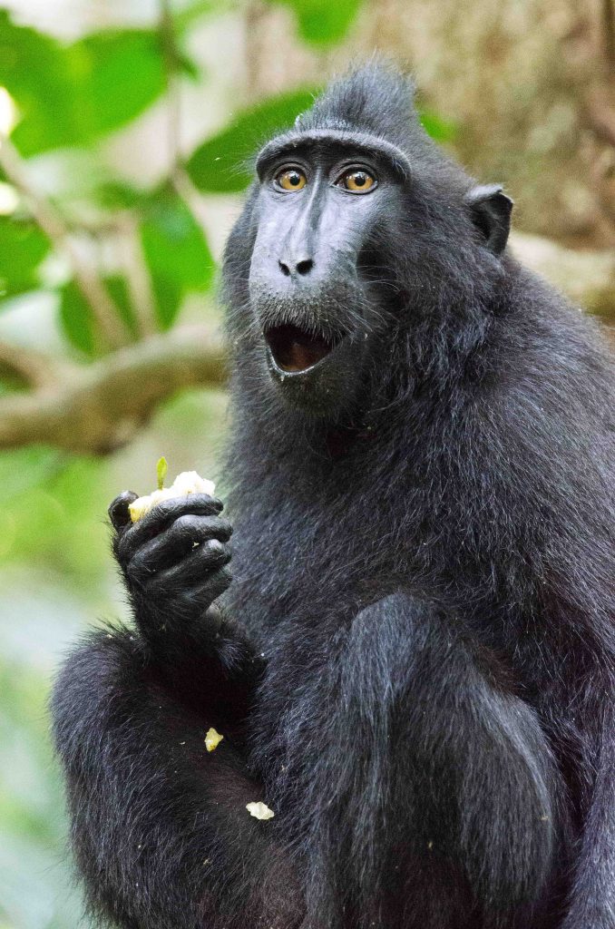 Naruto the Monkey: ‘Person of the Year’ & Established Author